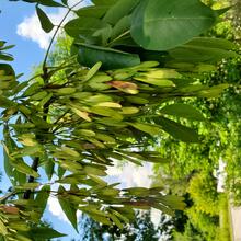 Plant Communities | CMP Tree Selection Tool